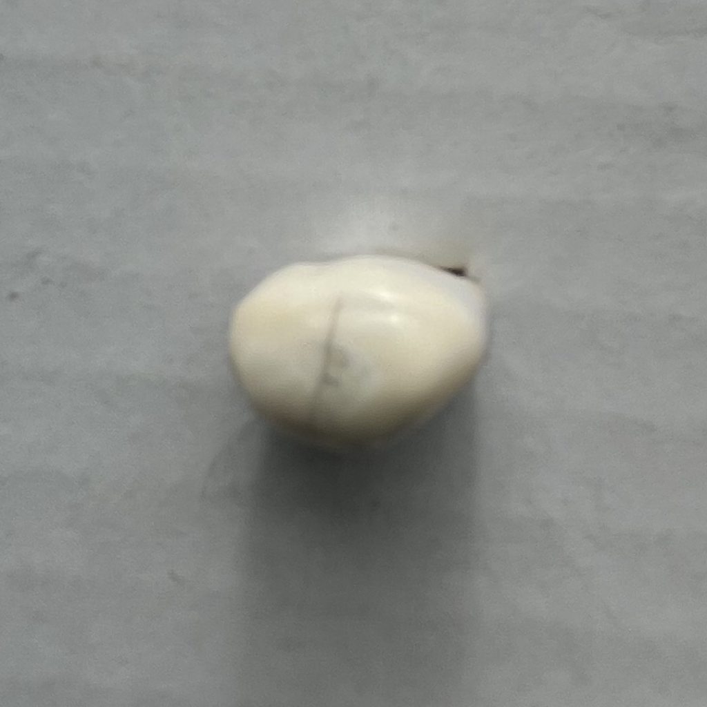 We create custom jewelry from our Elk Ivories or yours. ...... PLEASE ...