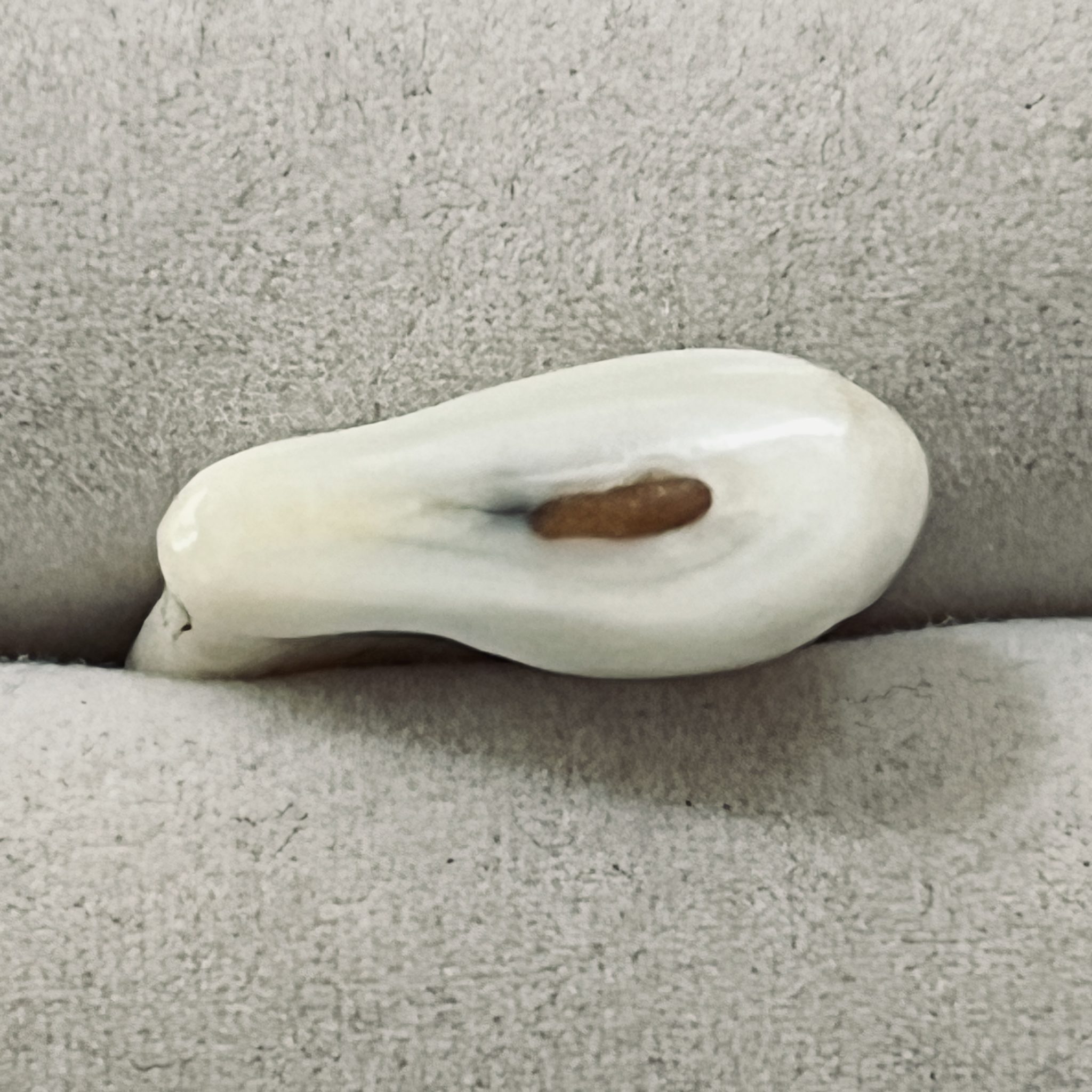 We create custom jewelry from our Elk Ivories or yours. ...... PLEASE ...