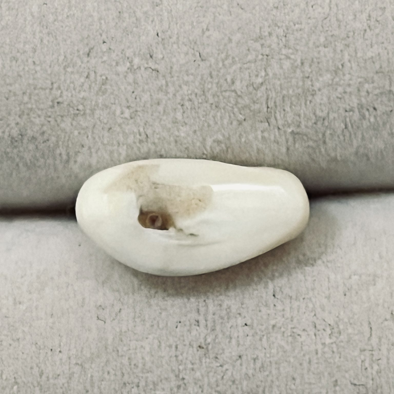 We create custom jewelry from our Elk Ivories or yours. ...... PLEASE ...