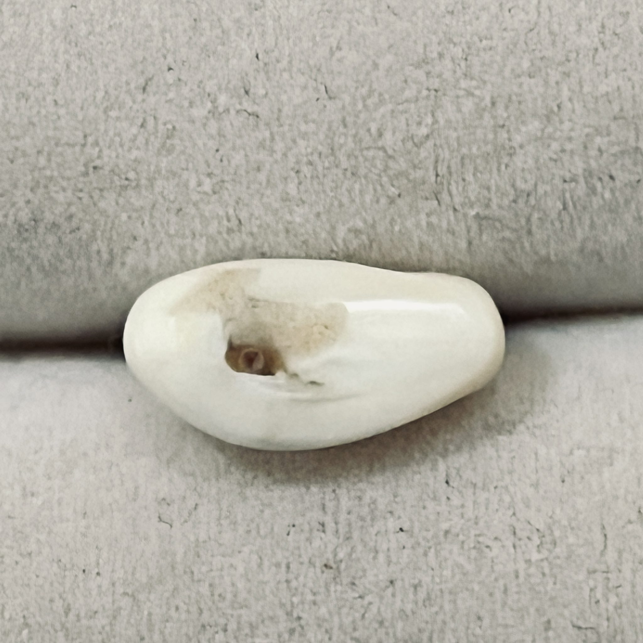 Rustic Jewelry From YOUR Elk Ivories or Ours. - Elk Ivory Jeweler