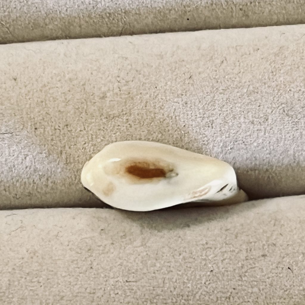 We create custom jewelry from our Elk Ivories or yours. ...... PLEASE ...